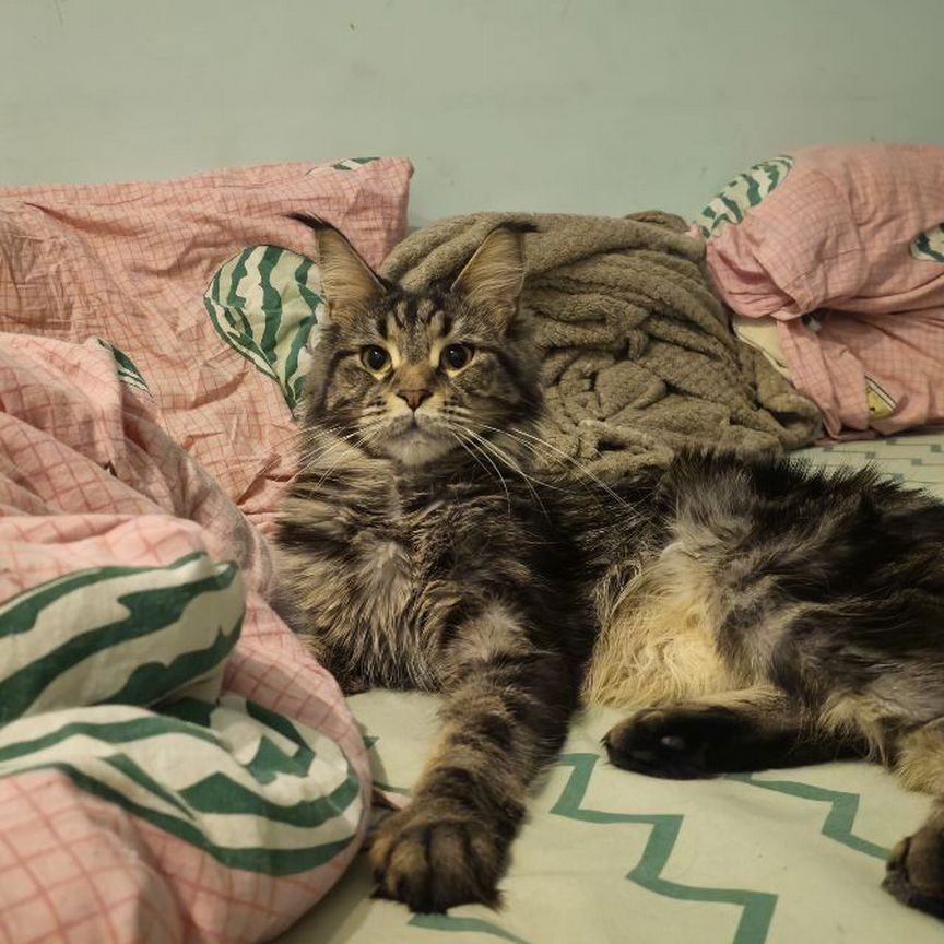 Кошка мейкун