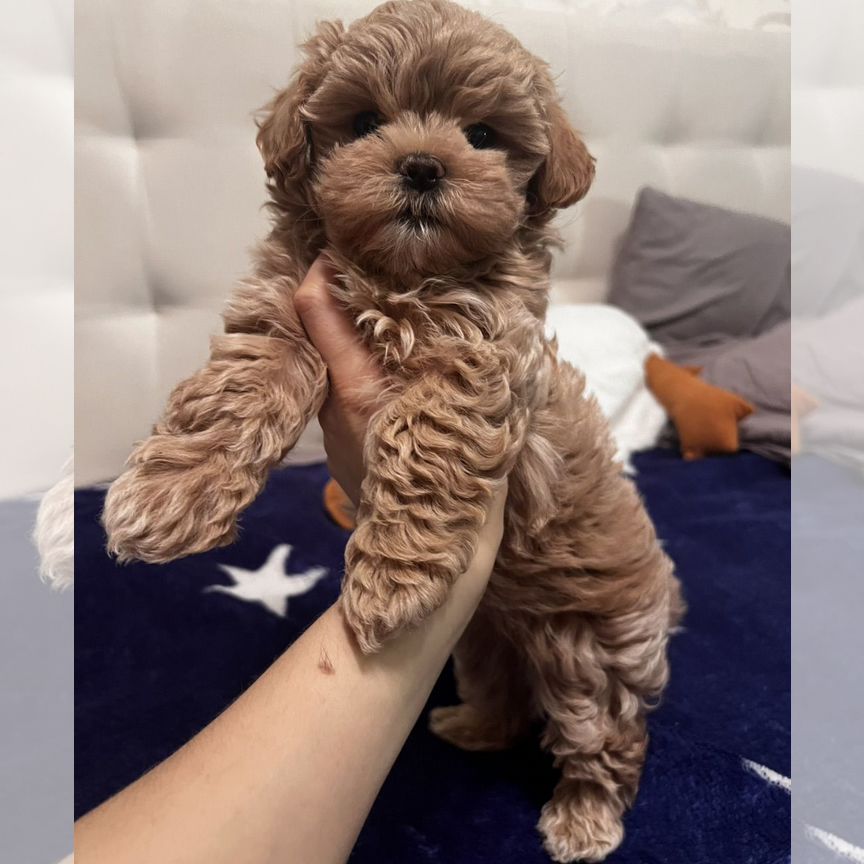 Мальтипу, щенок