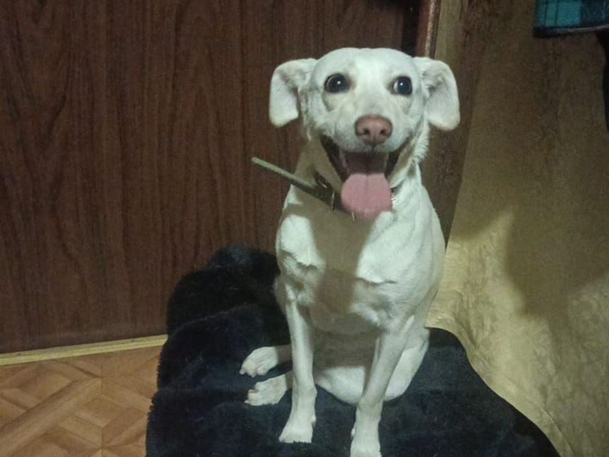 Девочка стерилиз хозяйкаа заболела