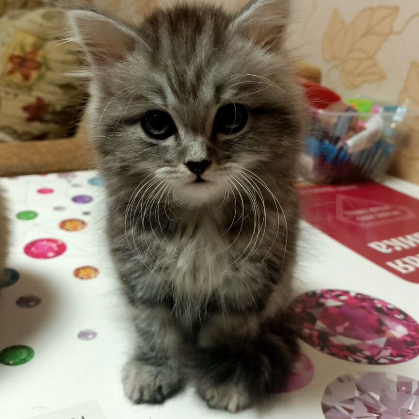 Котёночек в хорошие руки
