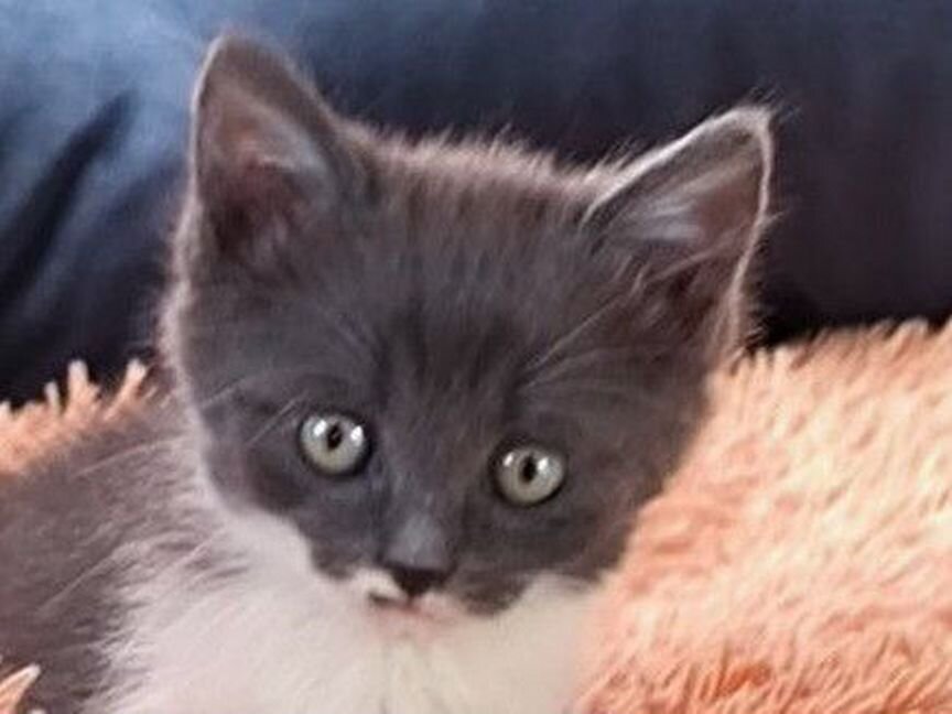 Мальчик в любящую семью