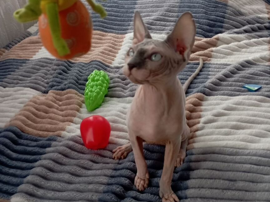 Канадский сфинкс