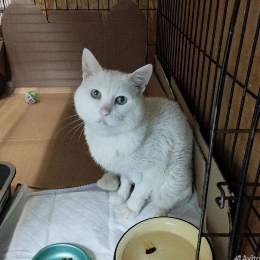 Особенный котик ищет дом