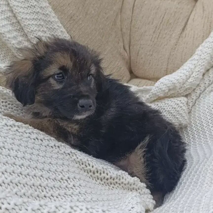 Щенок в добрые руки