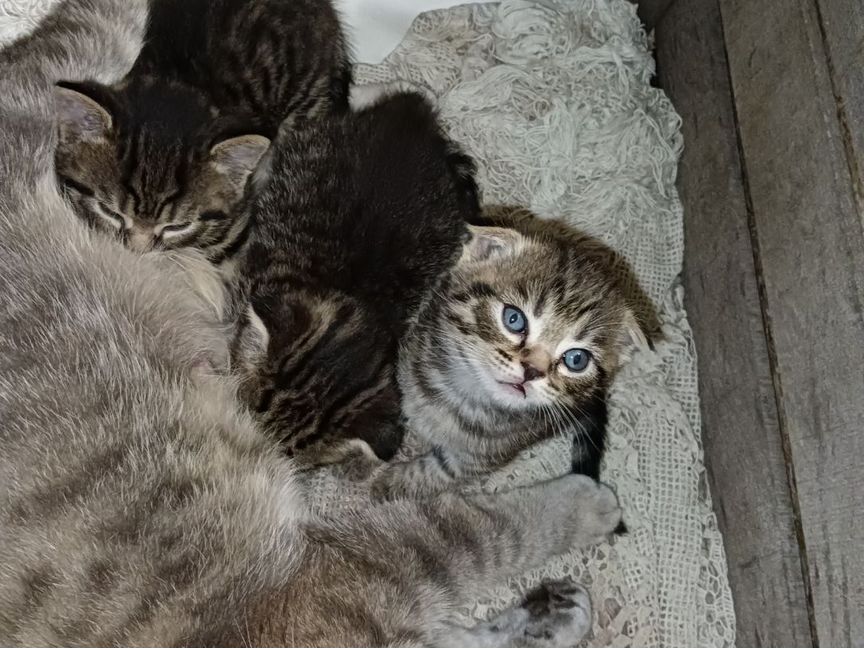 Шотландские котята
