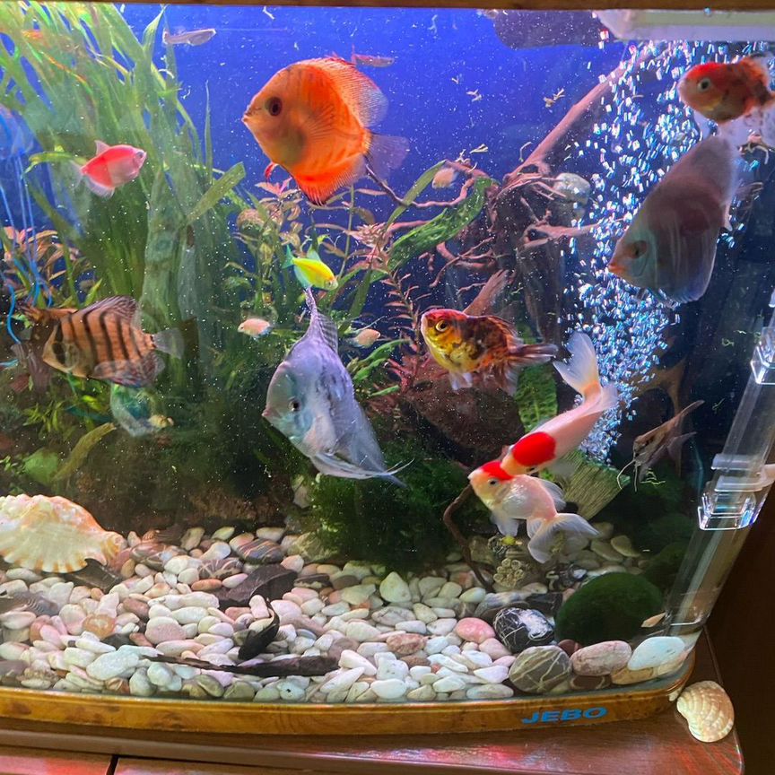 Отдам за Милку две большие красные шапокчи