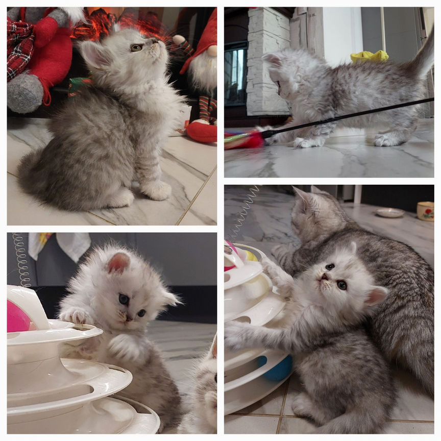 Шотландский котенок