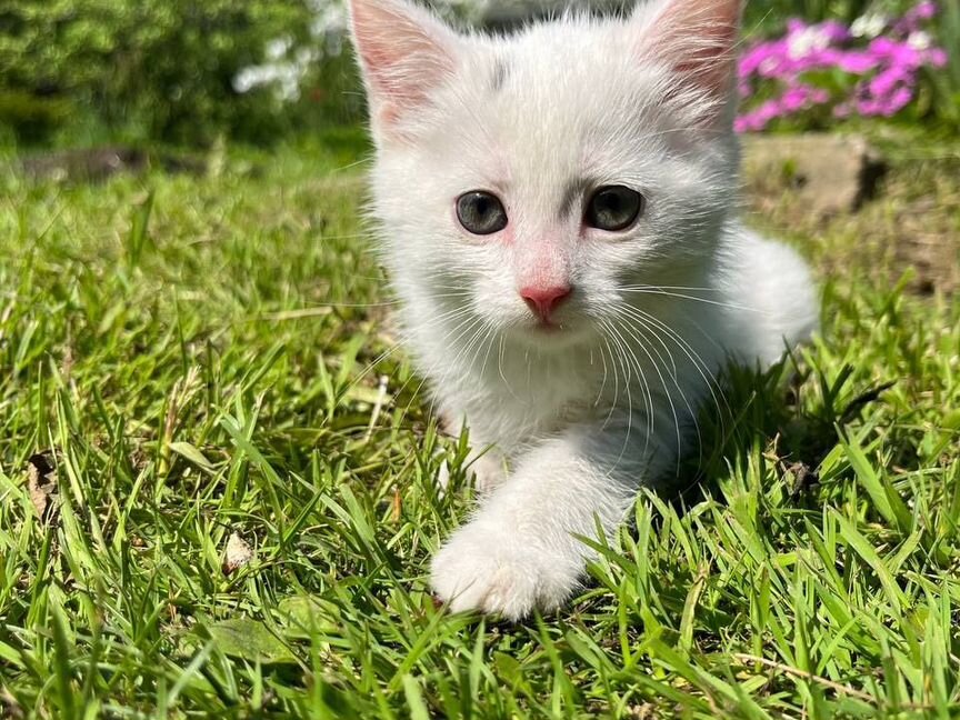 Котята в добрые руки 1,5 месяца