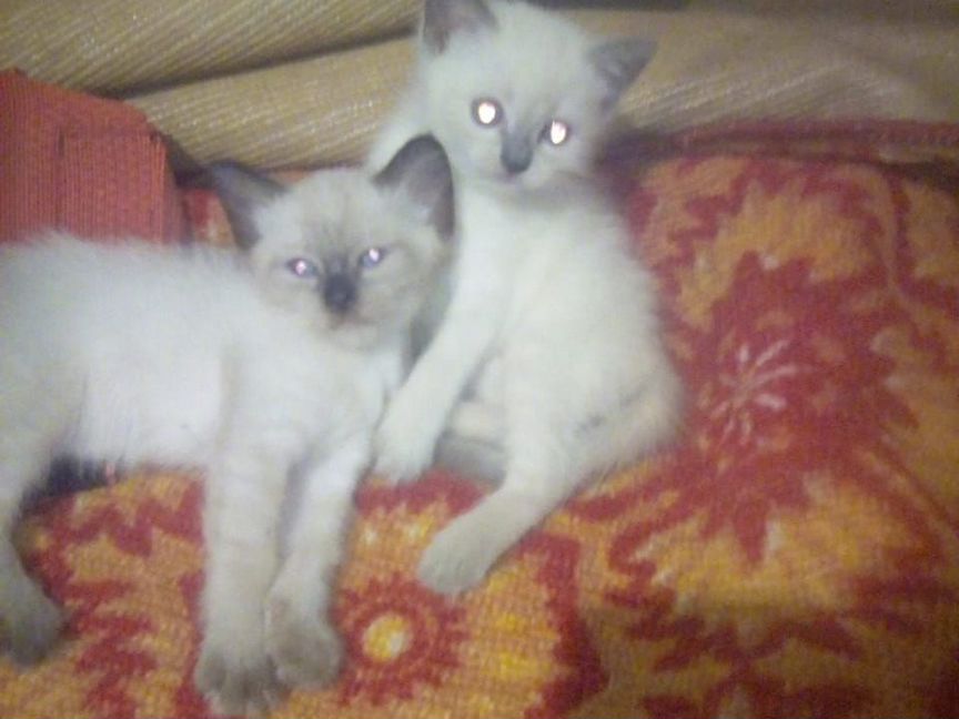 Сиамские котята бесплатно