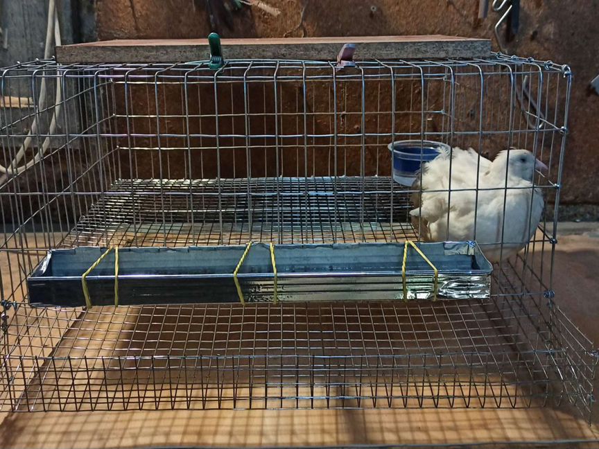 Клетка для перепелок