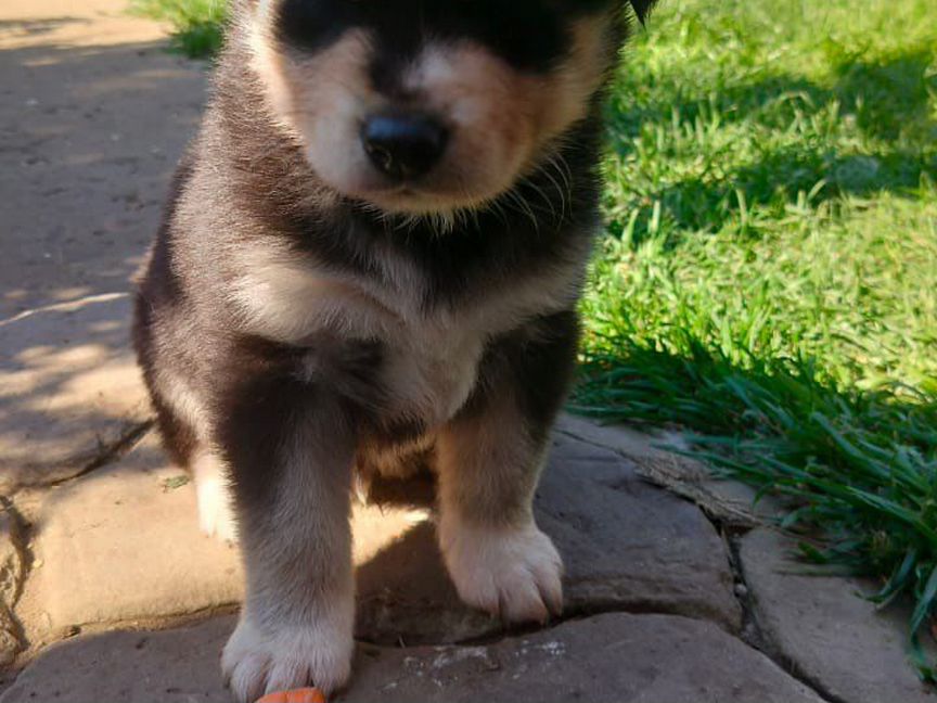 Щенки хаски смесь