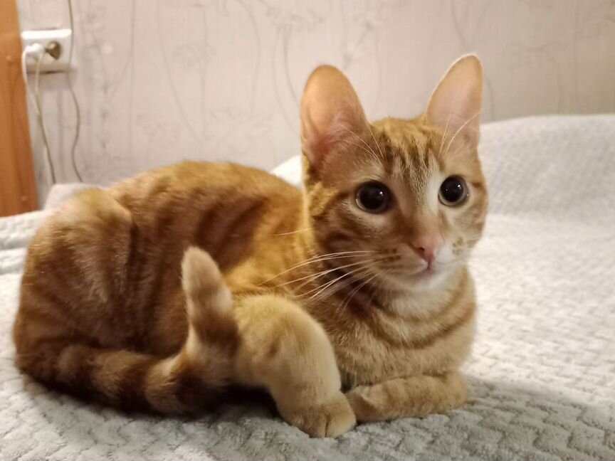 Отдам котенка