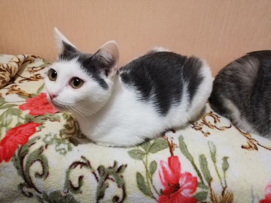 Котик ищет дом