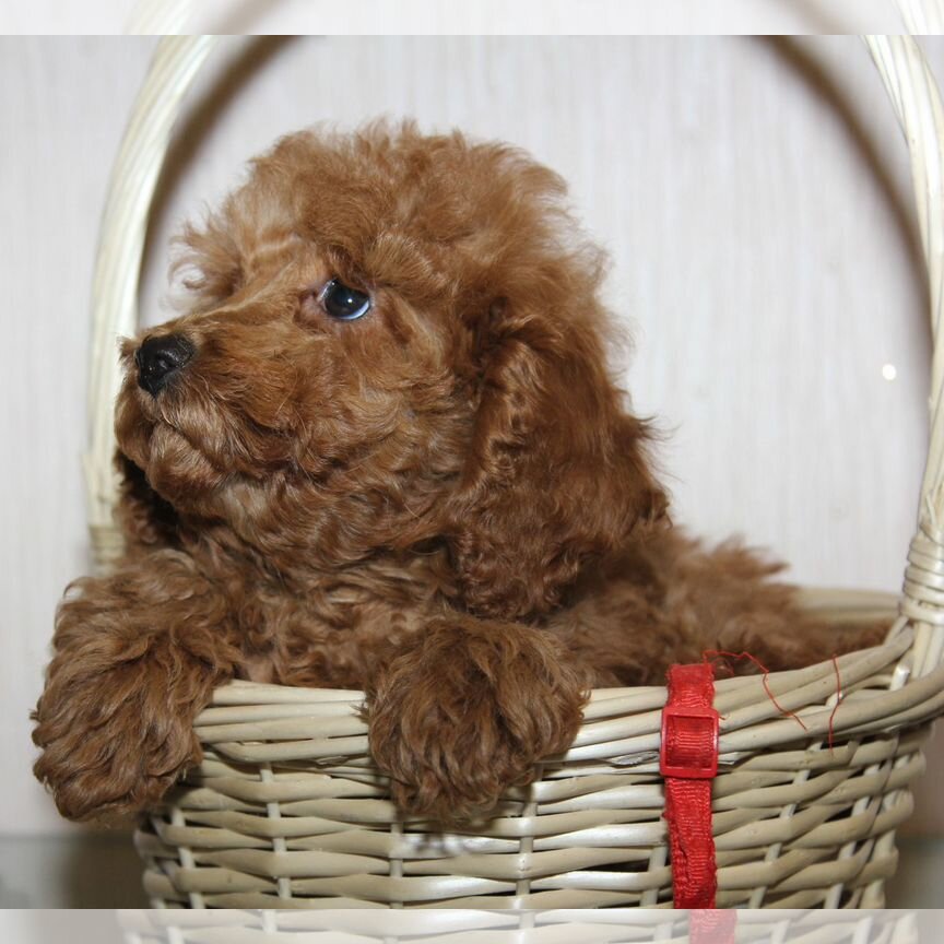 Карликовый пудель, щенок