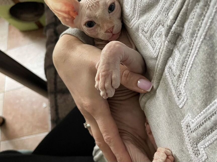 Котята сфинкс