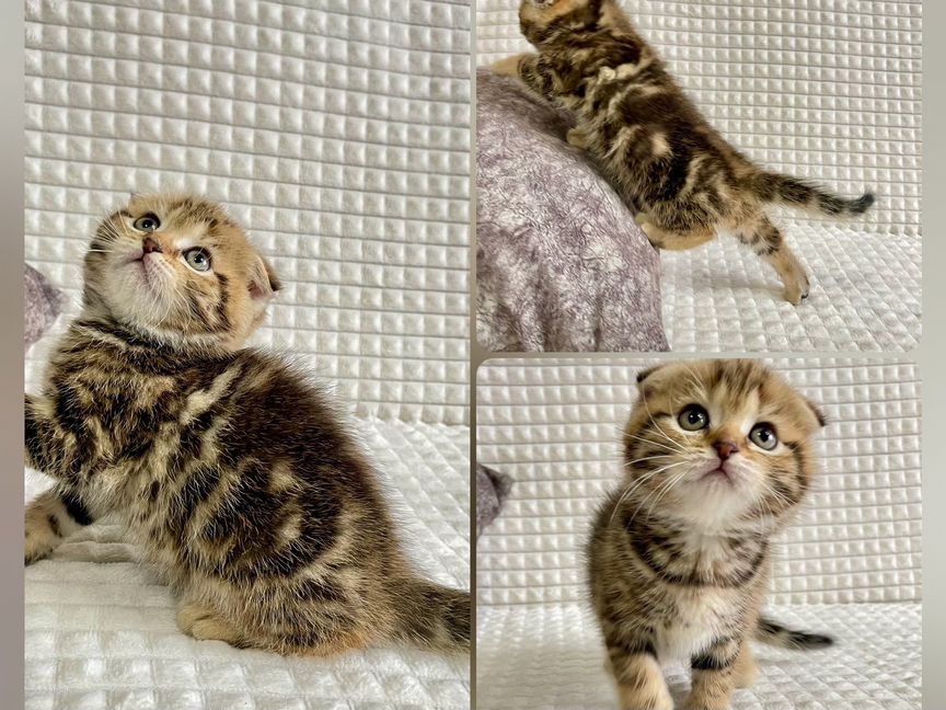 Шотландские вислоухие и прямоухие котята