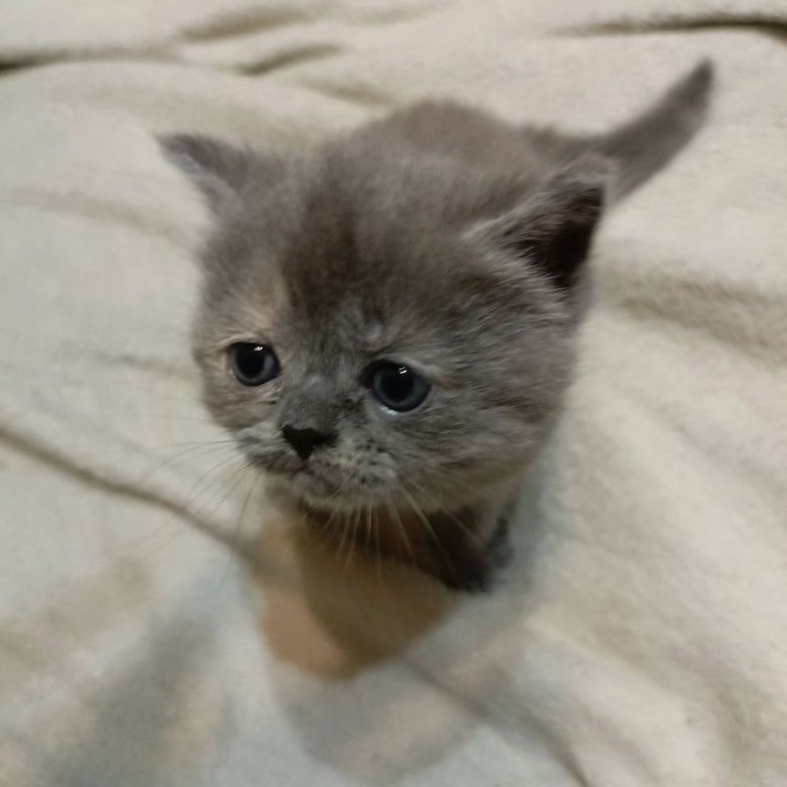 Котята перс