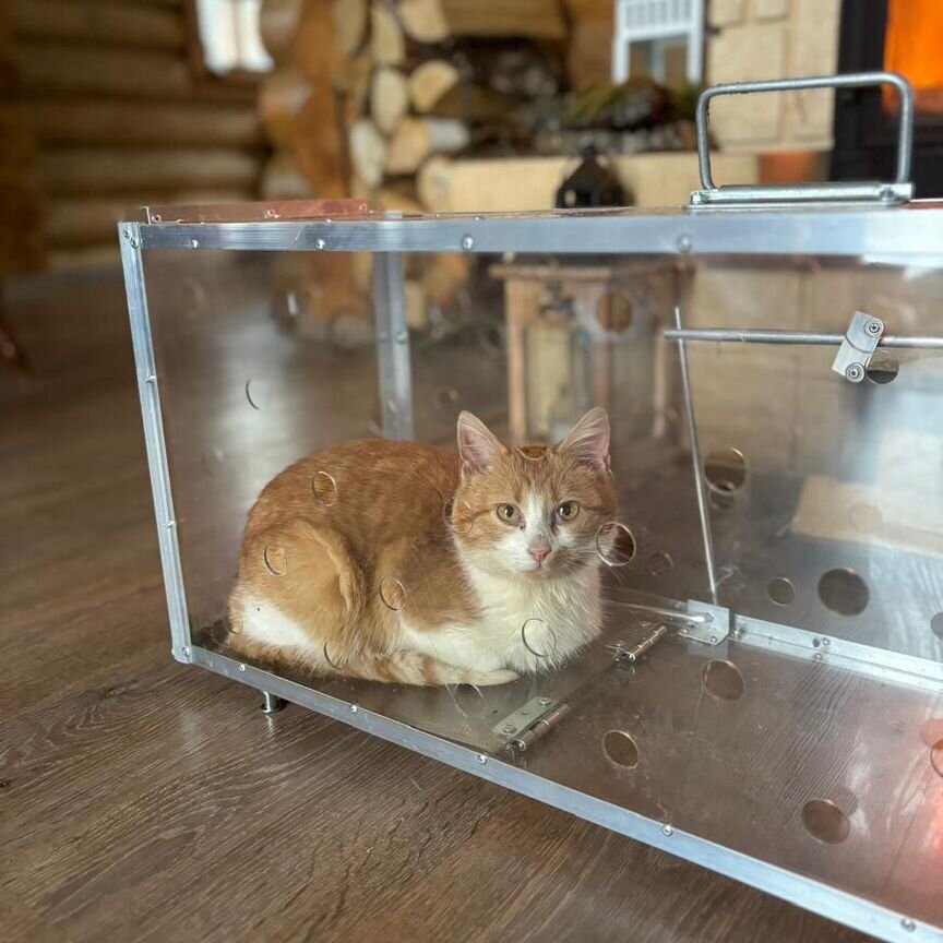 Поймали замерзающего котенка