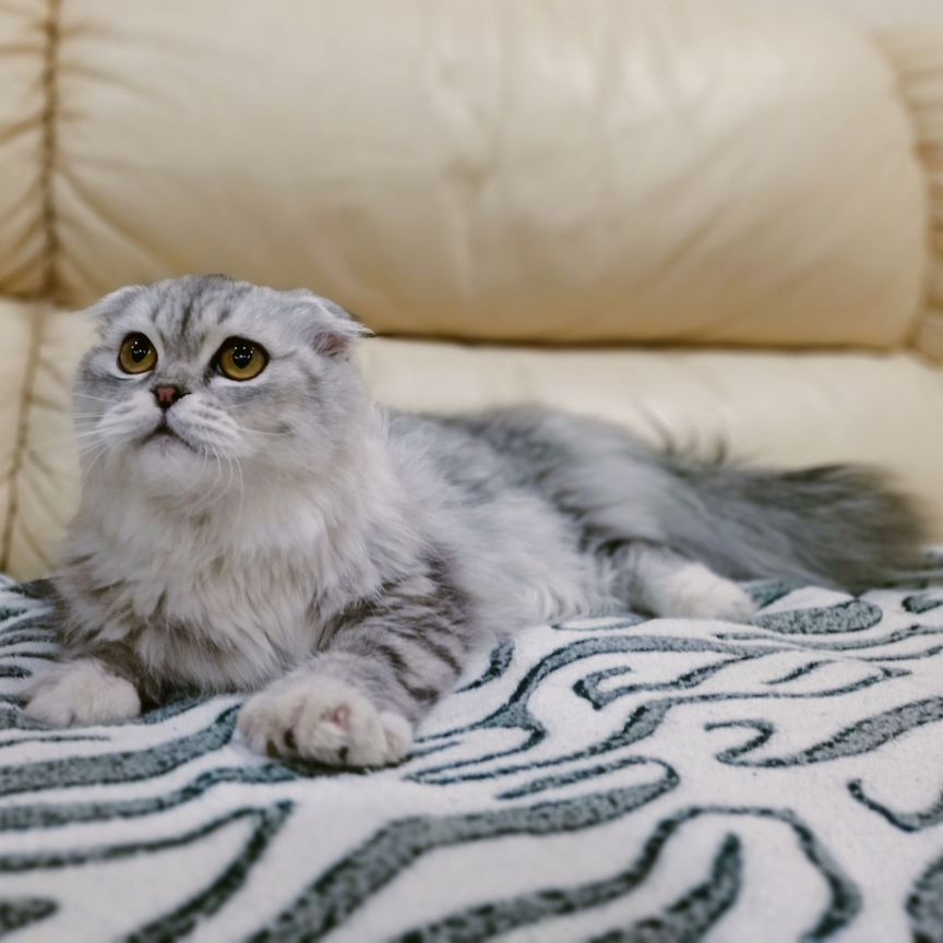Кот британец, котенок