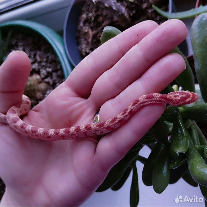 Самка маисового полоза Амел Мотли