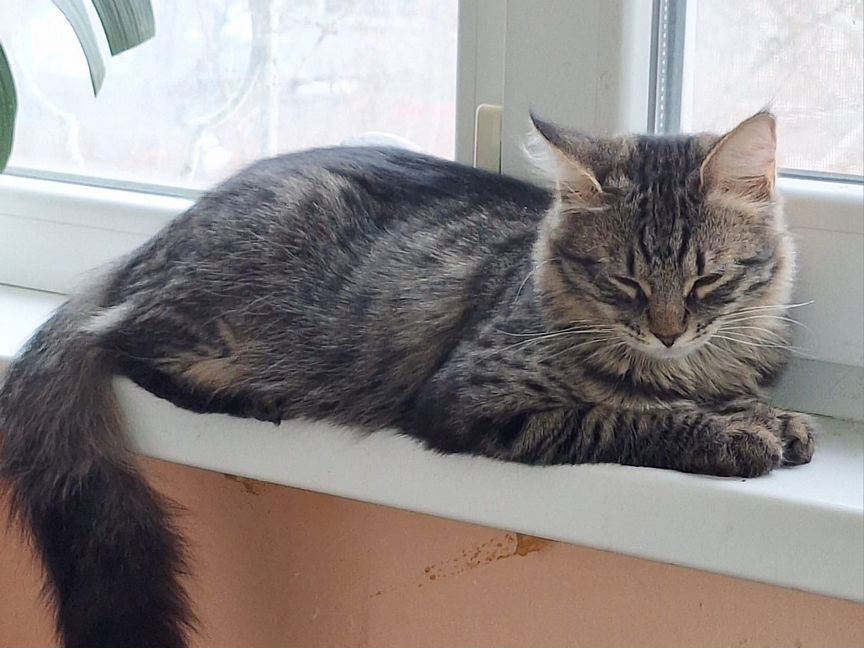 Кошка в дар бесплатно