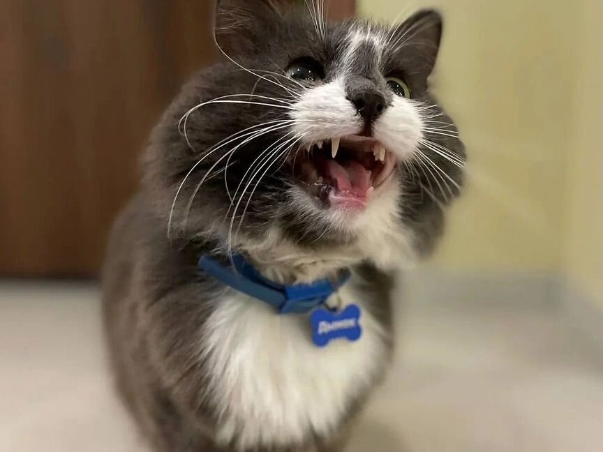 Пушистого Дымка никто не замечает