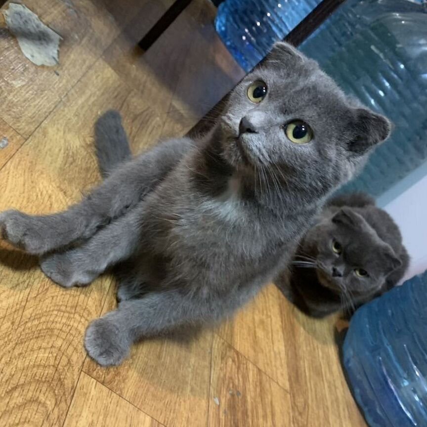 Шотландец вислоухий в добрые руки