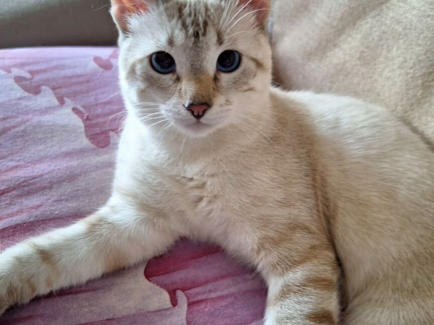 Тайские котята