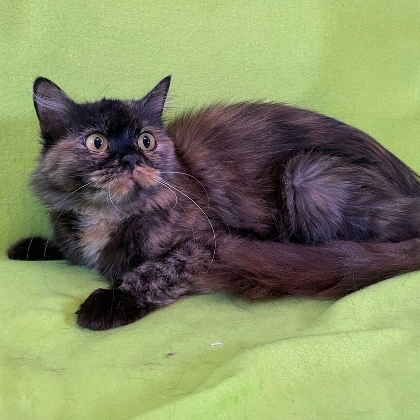 Кошка