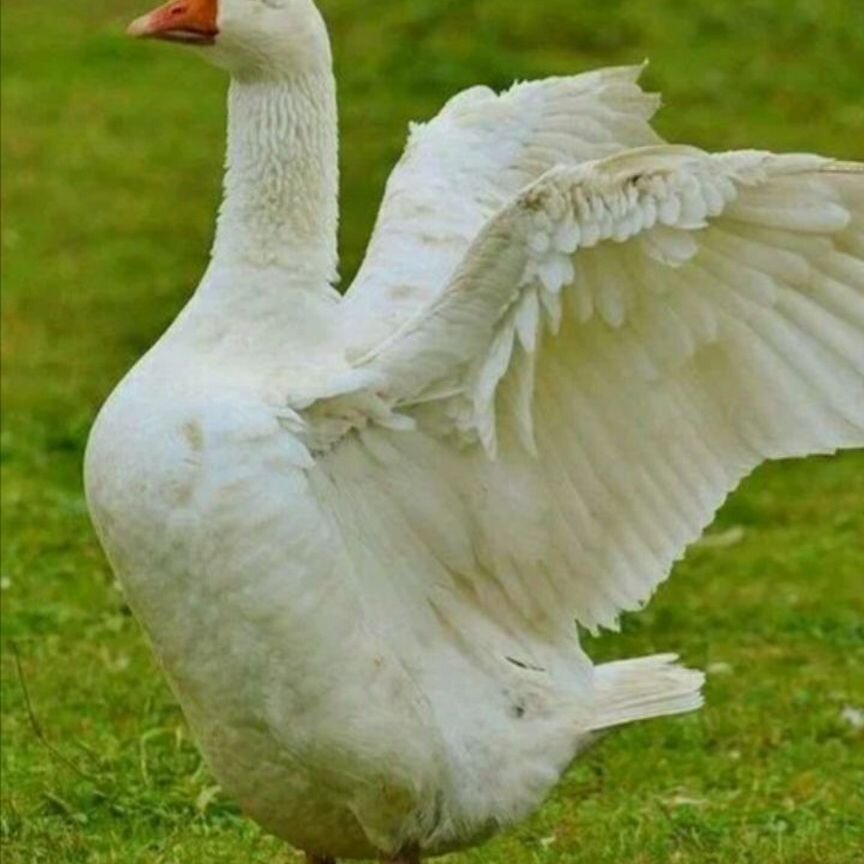 Гусиный пух, перо