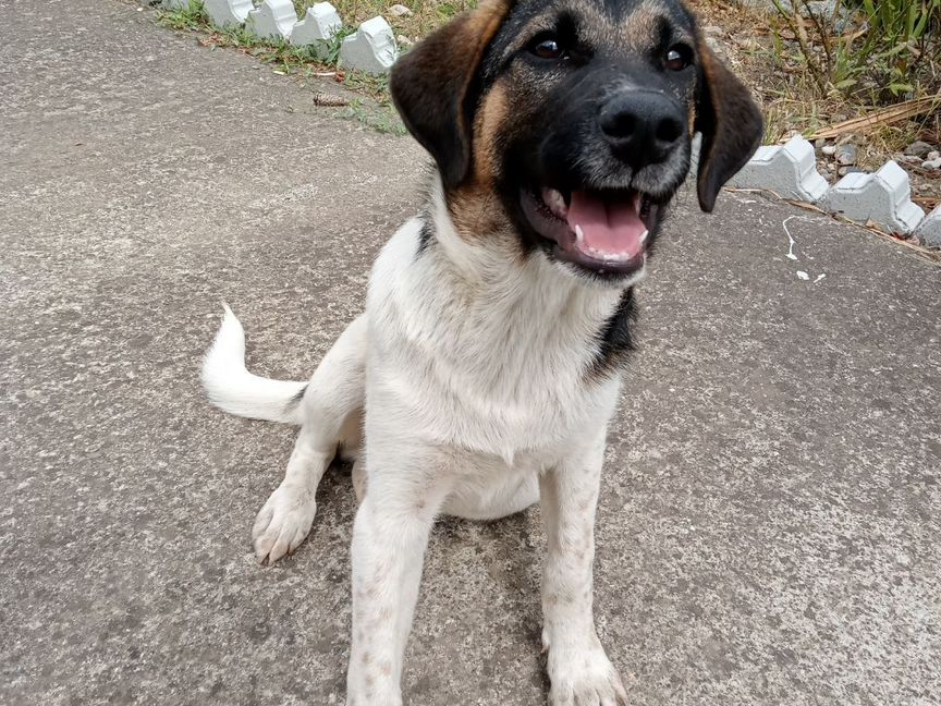 Собака щенок в добрые руки