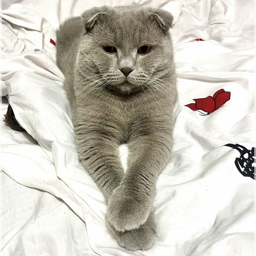 Британская вислоухая кошка вязка