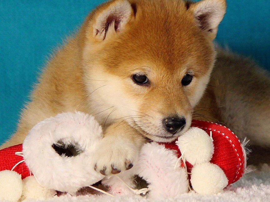 Красивые и ласковые щенки Сиба ину