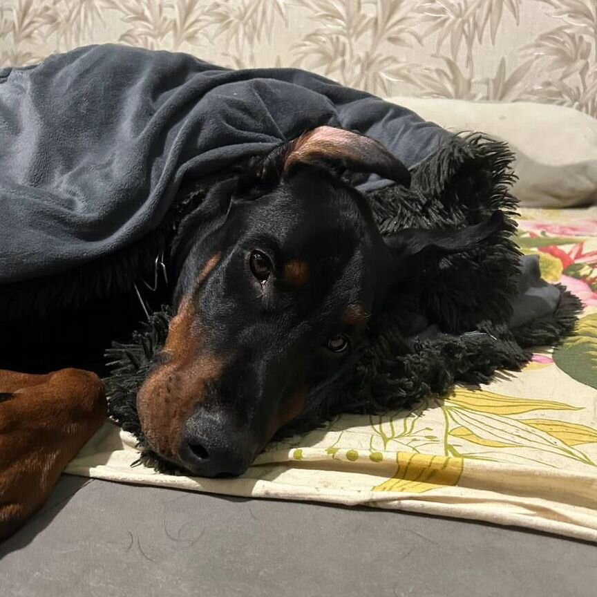 Доберман, взрослый пёс