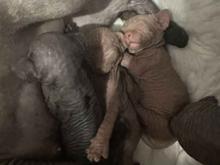 Канадский сфинкс котенок