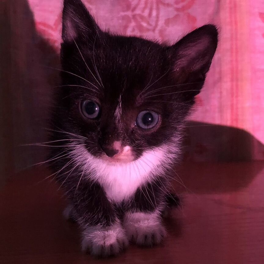 Котята