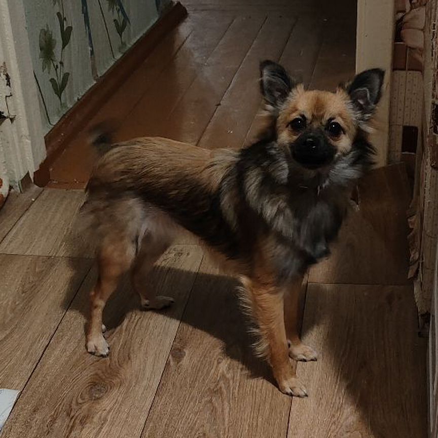 Длинношерстные чихуахуа