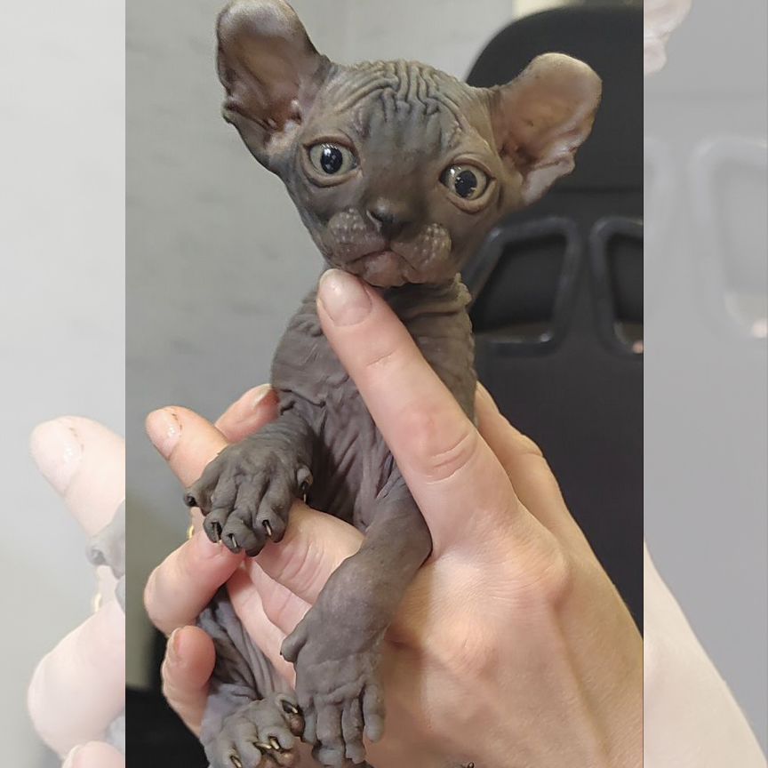 Эльф котёнок