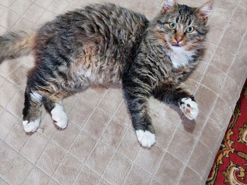 Кот Котофей