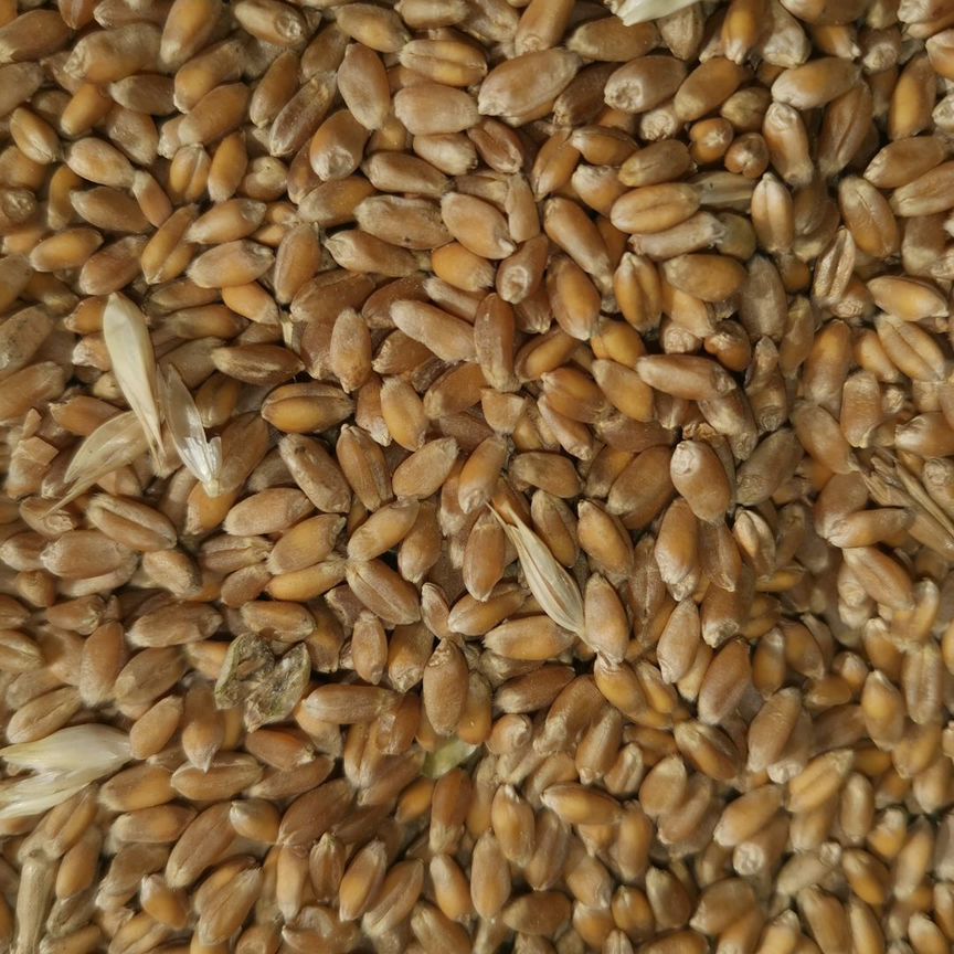 Ячмень+семечка яровой. 16р, пшеницу по 14р. 2024