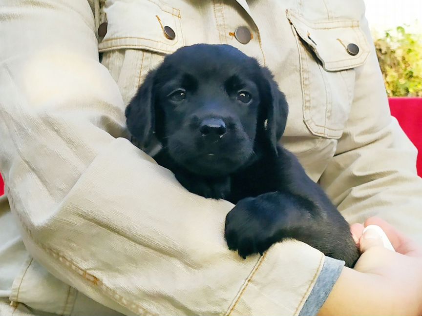 Щенки лабрадора ретривера