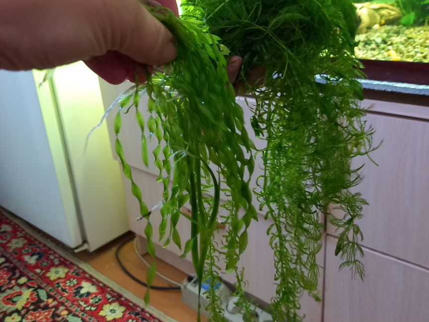 Аквариумные растения