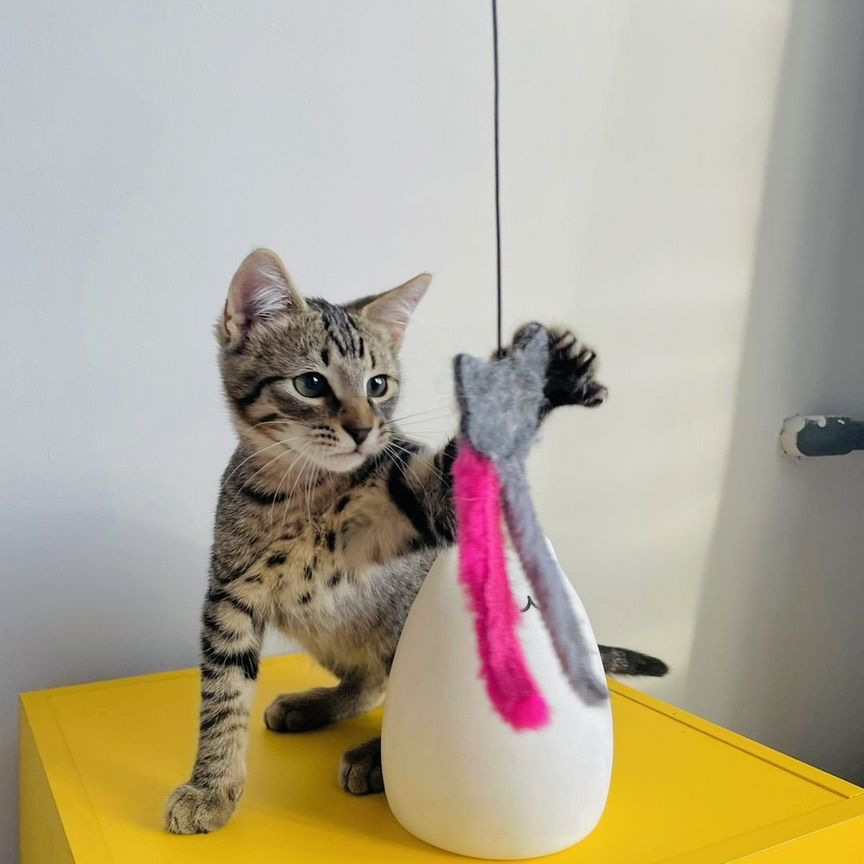 Котенок табби (мальчик) в добрые руки бесплатно