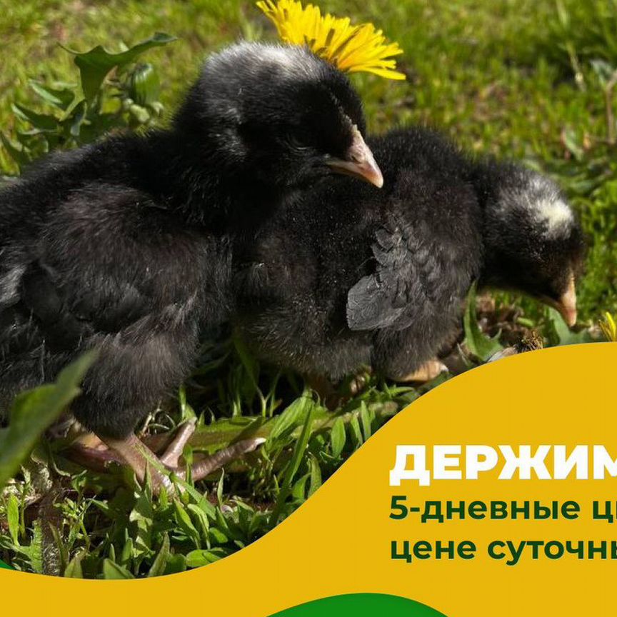 Цыплята Гризбар