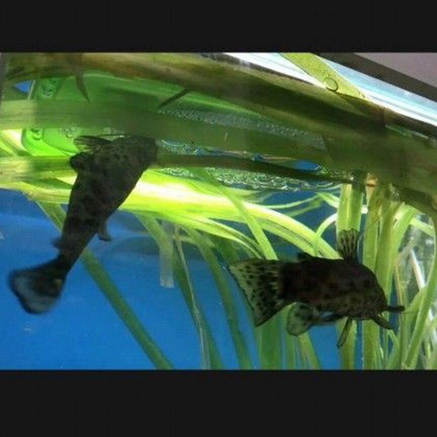 Сомик таракатум