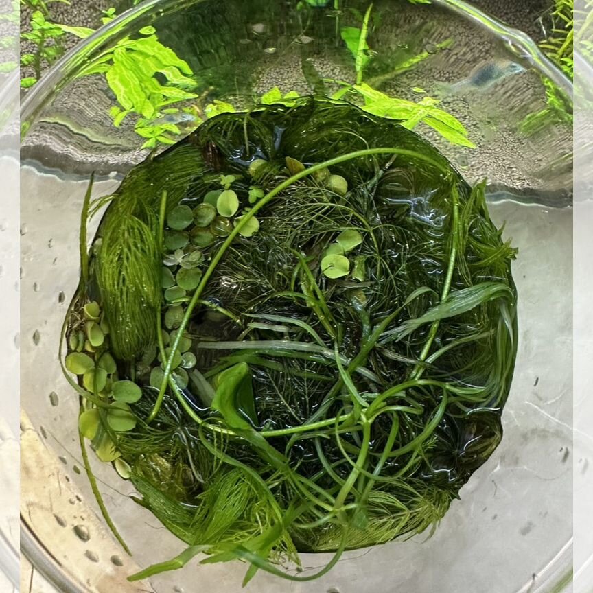 Аквариумные растения