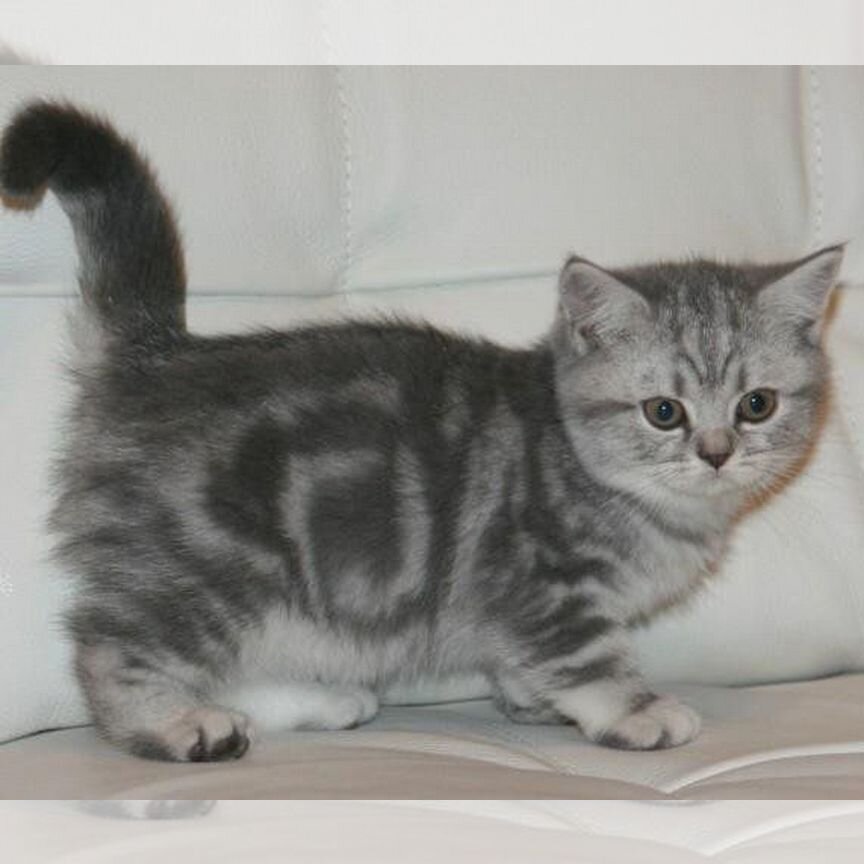 Ласковая шотландочка