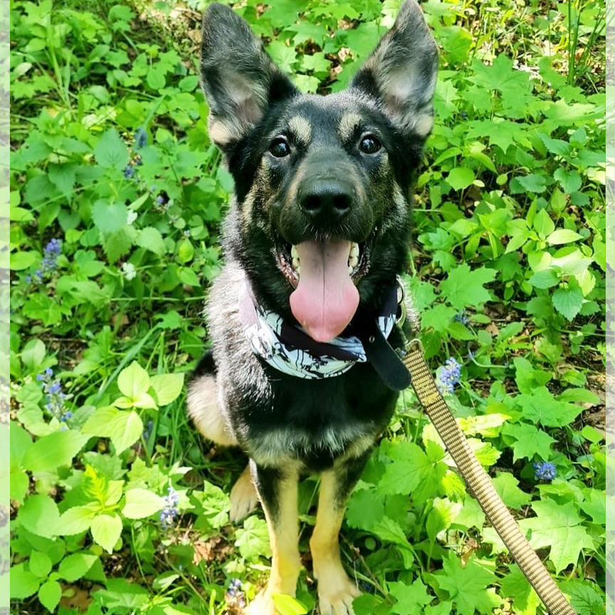 Взрослая собака в добрые руки