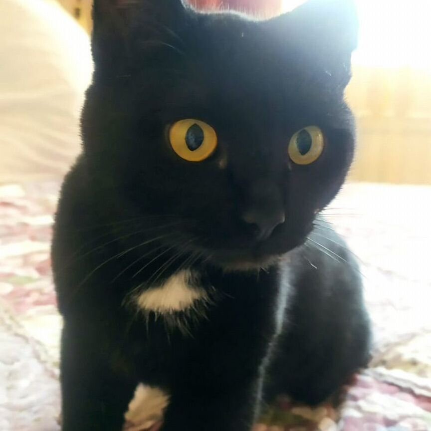 Котик в добрые руки Сибай
