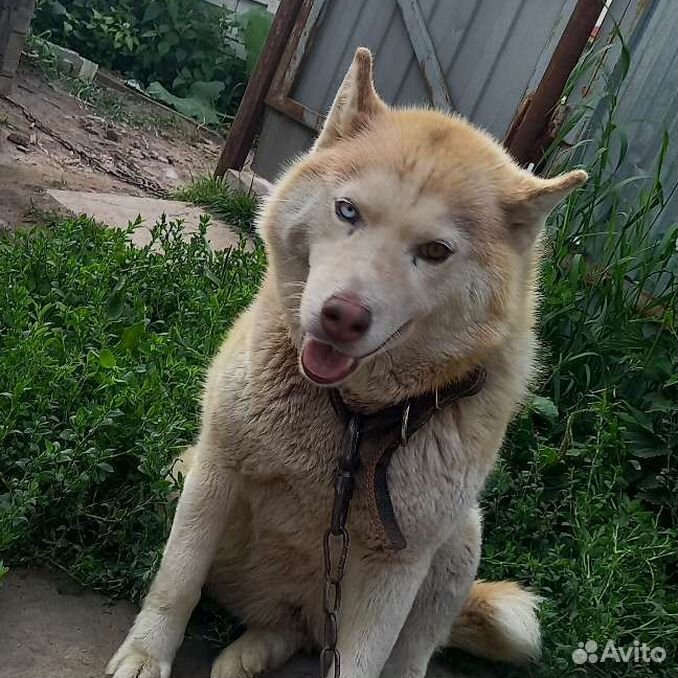 Собаки хаска 7 лет